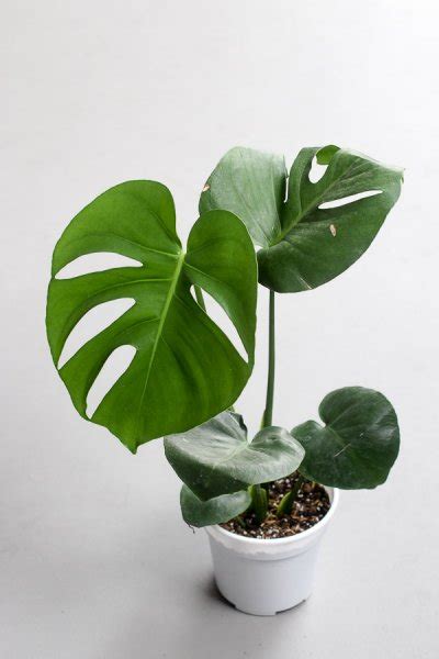 Monstera Deliciosa From The Naked Collection Pine Sg