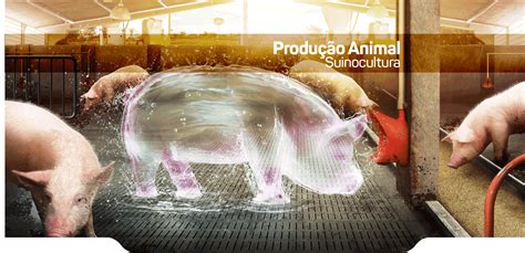 Suinocultura Araunah Tech