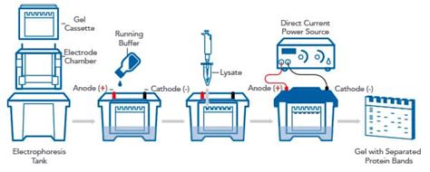 Western Blot SDS PAGE