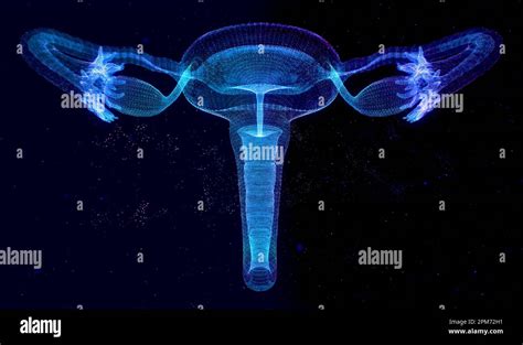 Anatomía humana Sistema reproductivo femenino órganos reproductivos