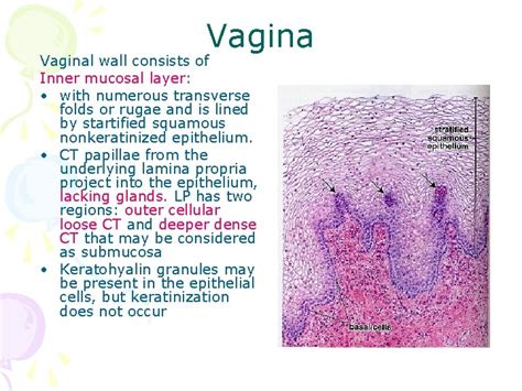 Histology Of Female Reproductive System Petek Korkusuz MD