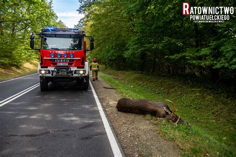 Zderzenie samochodu z łosiem na DK16 Radio Olsztyn