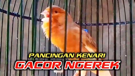 Kenari Gacor Ngerek Ngerol Panjang Rill Ampuh Pancing Kenari Macet Dan