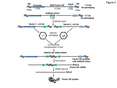 Illustration Of The Intron Mediated Dual Aav System For Expressing