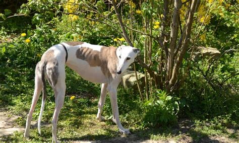 Der Appenzeller Sennenhund Im Rassen Portr T Mit Bildern