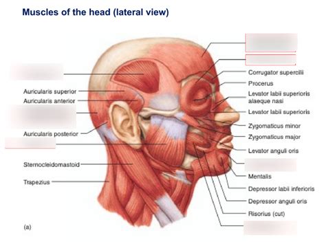 Muscles Of The Head Lateral View Turned To The Side Diagram Quizlet