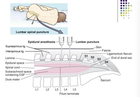 Anatomy Shelf Flashcards Quizlet