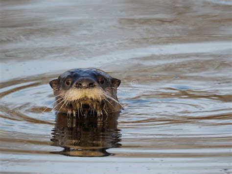 Adorable Otter Swimming In The Calm Waters Of A Tranquil Lake