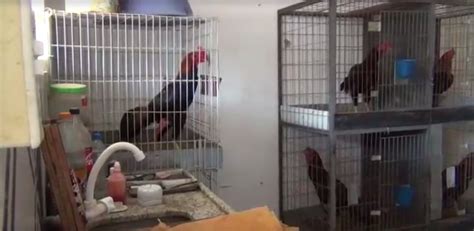 Polícia Ambiental desmonta rinha de galos e resgata 30 aves em Taubaté