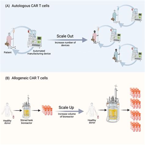 Autologous Scaling Out Versus Allogeneic Scaling Up A In Autologous