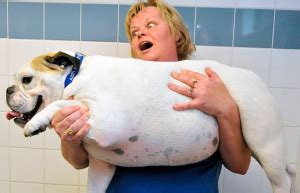 Alimentos Recomendados Para Perros Con Obesidad MEJORESPERROS