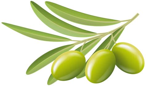 Olive Clip Art At Clker Vector Clip Art Online Royalty Free