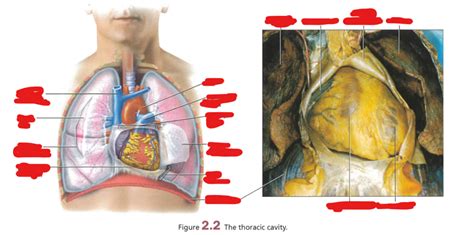 Thoracic Cavity Diagram Quizlet