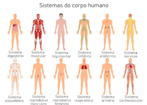Corpo humano partes do corpo principais órgãos e sistemas Entre na