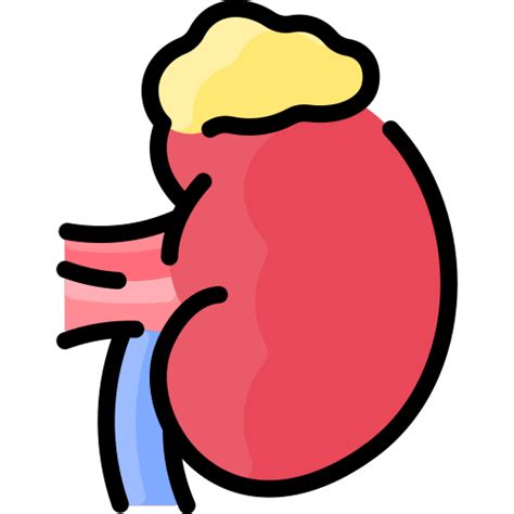 Adrenal Gland Vitaliy Gorbachev Lineal Color Icon