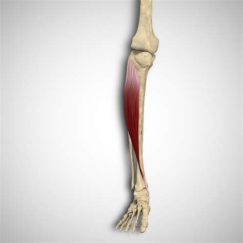 Tibialis Anterior Attachments And Actions 3d Muscle Lab