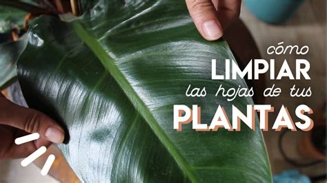 Cómo LIMPIAR las hojas de tus PLANTAS Probando 3 métodos YouTube