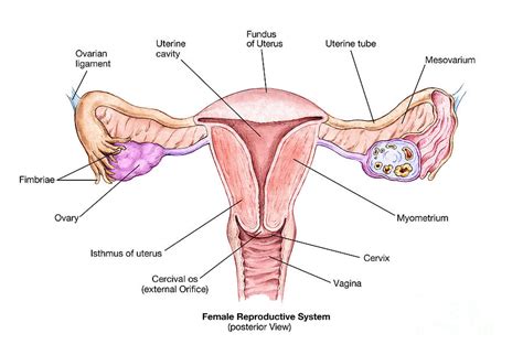 Female Reproductive System Photograph By Spencer Sutton Pixels