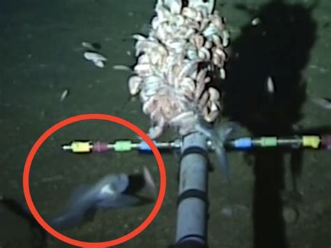 New Record Set For World S Deepest Fish Business Insider
