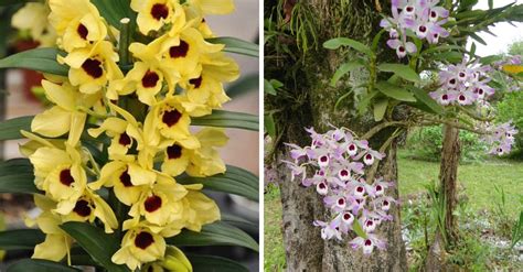 Como plantar e como cuidar da orquídea olho de boneca