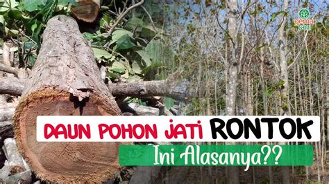 POHON JATI SUPER MENGGUGURKAN DAUN YouTube