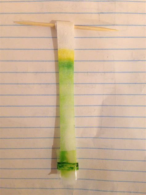 Separation Of Leaf Pigments By Chromatography
