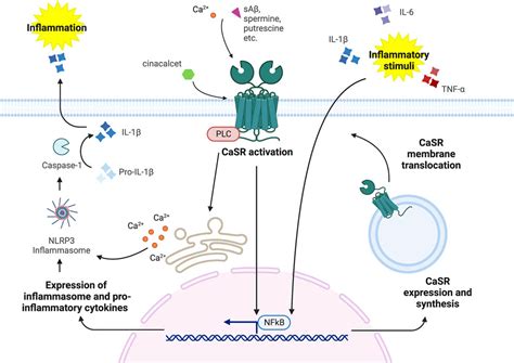 Frontiers The Calcium Sensing Receptor In Inflammation Recent Updates