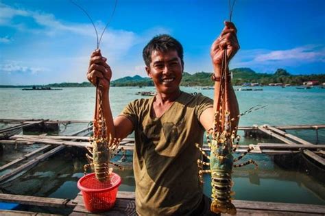 5 hòn đảo ở Việt Nam lý tưởng để thưởng thức tôm hùm ngon bổ rẻ