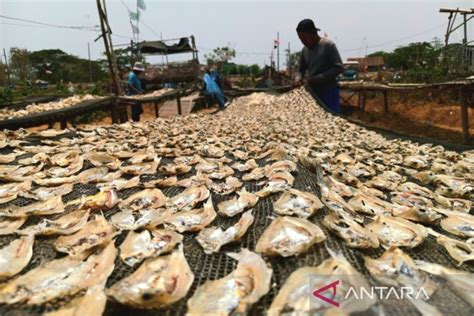 Pemkot Cirebon Catat Produksi Perikanan Tangkap Capai 4 292 Ton