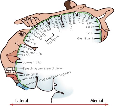 Somatosensory Cortex