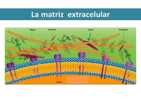 Matriz Extracelular Lorena COTA UDocz