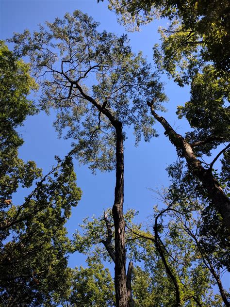Fotos Gratis Rbol Naturaleza Bosque Rama Flor Cielo Luz De Sol