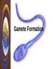 GAMETE FORMATION Ppt Gamete Formation Human Gamete Formation