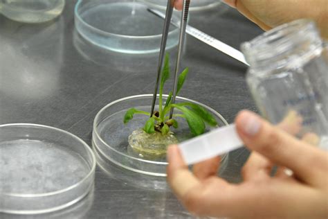 El maravilloso poder de las plantas que enamora a científicos del TEC
