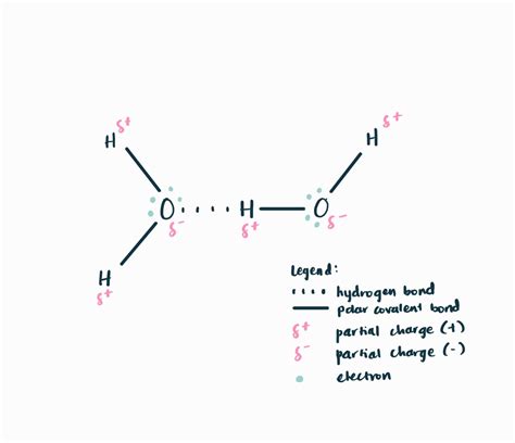 Solved Draw Two Water Molecules Interacting With Eachother Be Sure