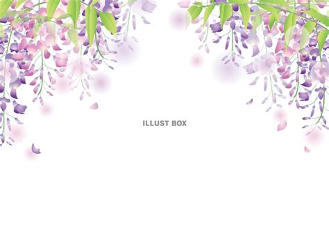 無料イラスト 藤の花 シンプルフレーム2