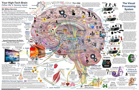Functions Of The Brain Map