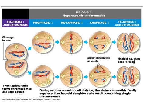 Meiosis Sexual Life Cycles Chapter 13 Cell Reproduction