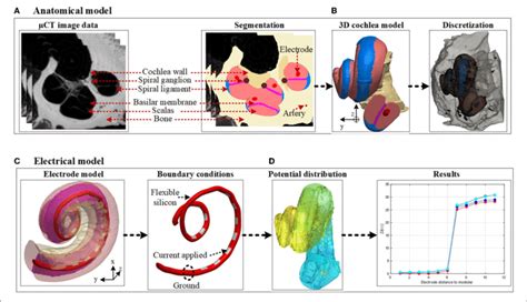human cochlea modeling and electrical potential simulation a the download scientific
