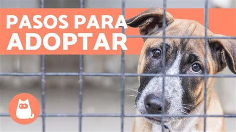 Dónde y Cómo Adoptar a un Perro Requisitos y Recomendaciones