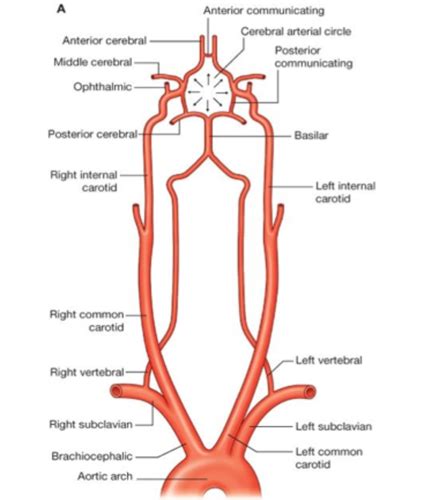 Periorbital Doppler Flashcards Quizlet