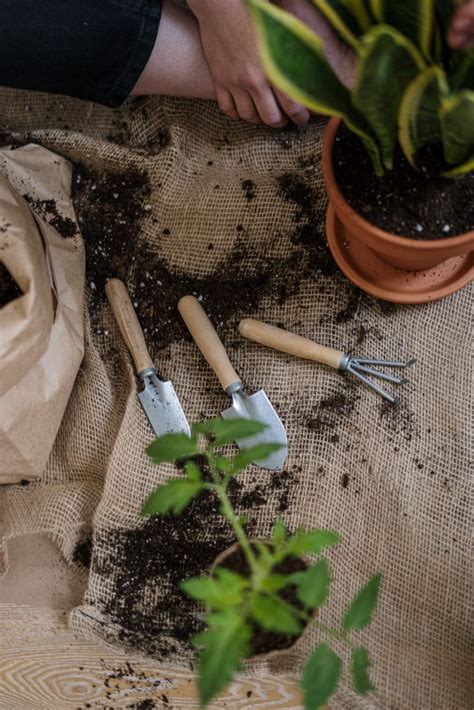 Les erreurs les plus courantes commises par les débutants en jardinage