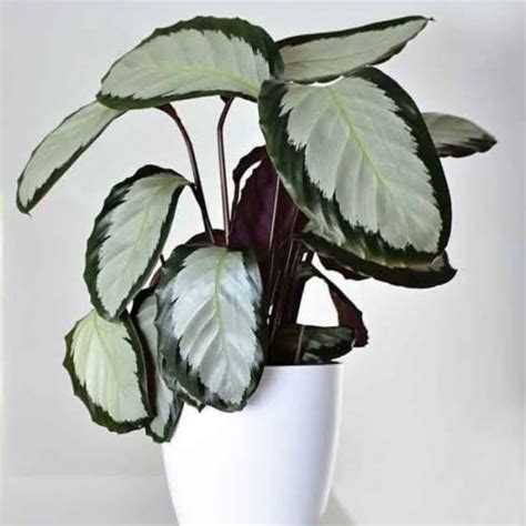 Jual BISA COD Tanaman Hias Calathea Darkstar Argentea Bunga Hias