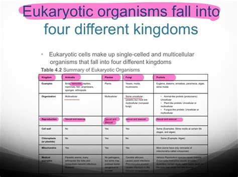 Chapter 12 Eukaryotes Flashcards Quizlet