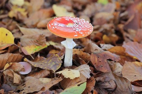 Jamur Jatuh Hutan Foto Gratis Di Pixabay Pixabay