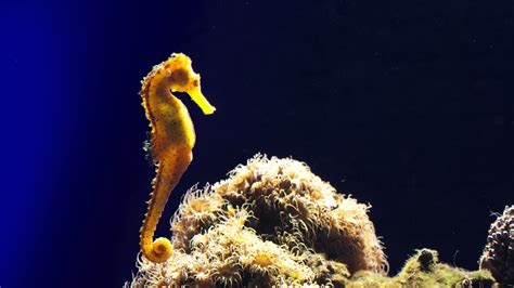 Caballito de mar peculiaridades Fundación Aquae