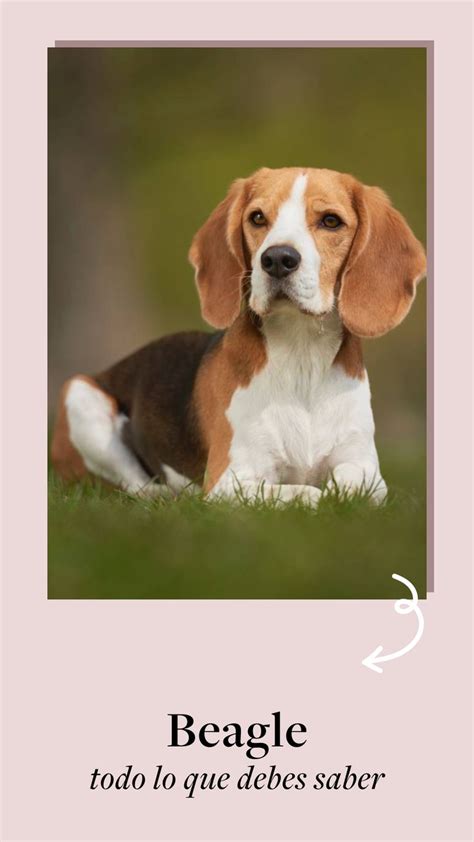 Beagle todo lo que debes saber sobre el cuidado y el carácter de esta