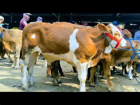 5 Juta Pedet Jantan Harga Murah Musim Sepi Pasar Kerek YouTube