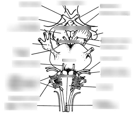 Brainstem Anterior View Diagram Diagram Quizlet