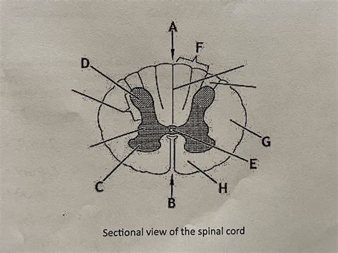 Bio L Q Sectional View Of Spinal Cord Diagram Quizlet